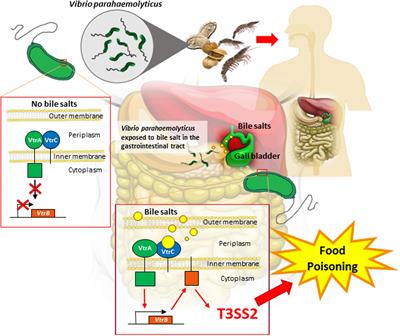 Frontiers | Bile Sensing: The Activation of Vibrio parahaemolyticus Virulence